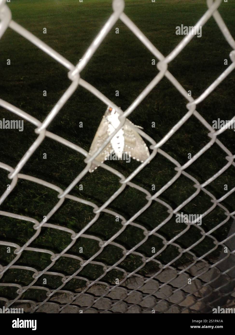 Sphinx Moths (Sphingidae Stock Photo - Alamy