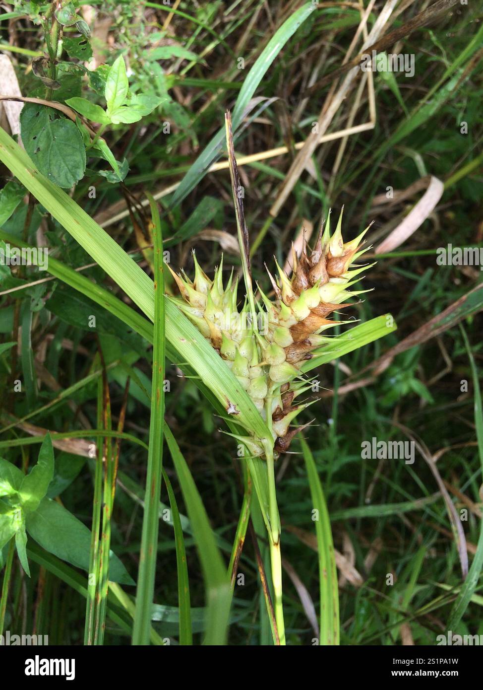 hop sedge (Carex lupulina Stock Photo - Alamy