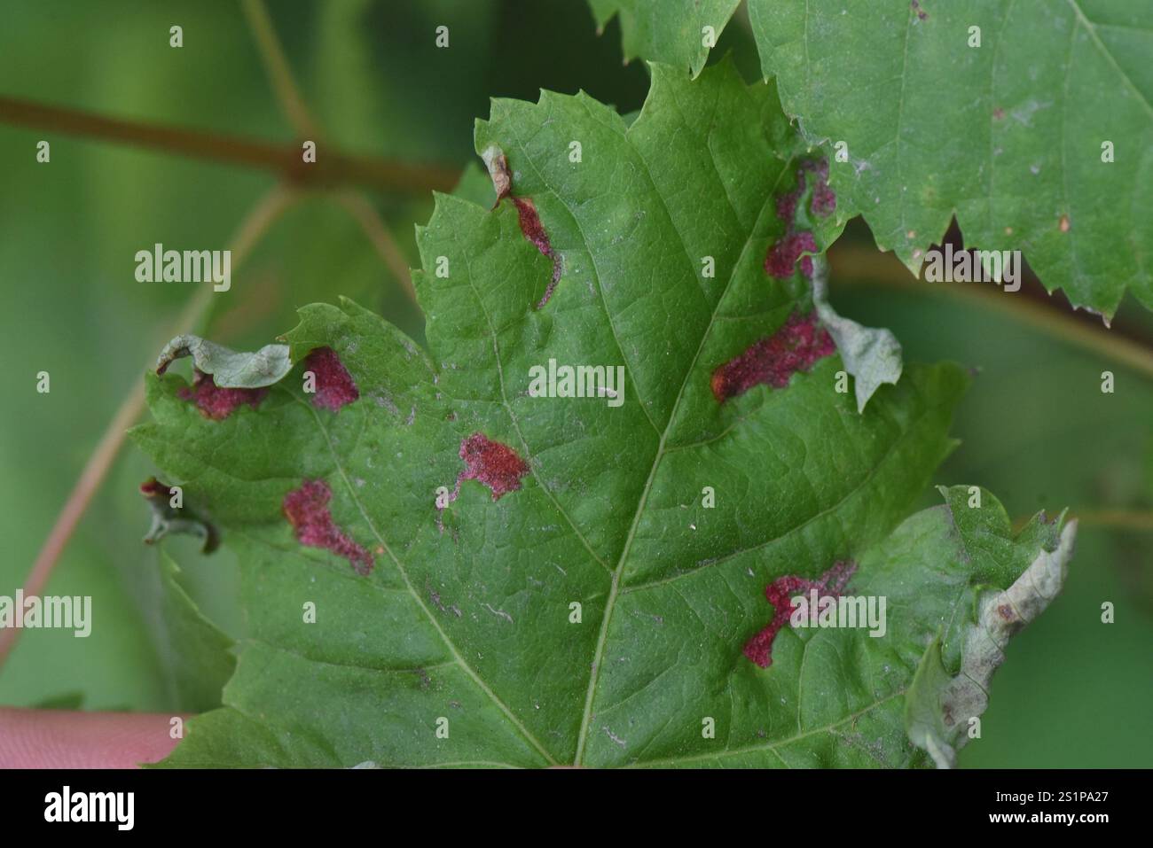 Rocky Mountain Maple Felt Mite (Aceria calaceris Stock Photo - Alamy