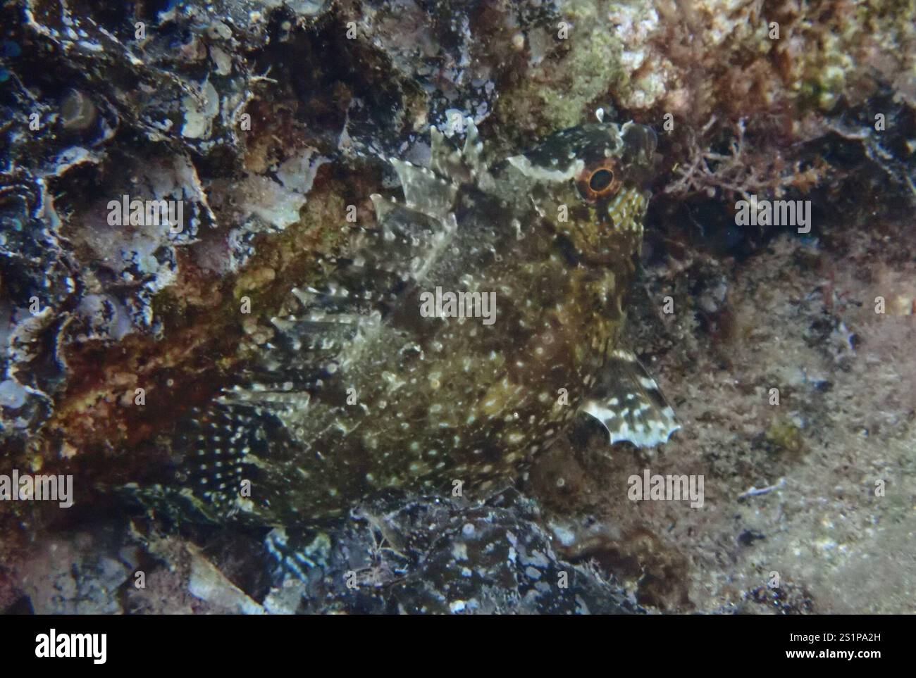 Dusky Spinefoot (Siganus luridus Stock Photo - Alamy