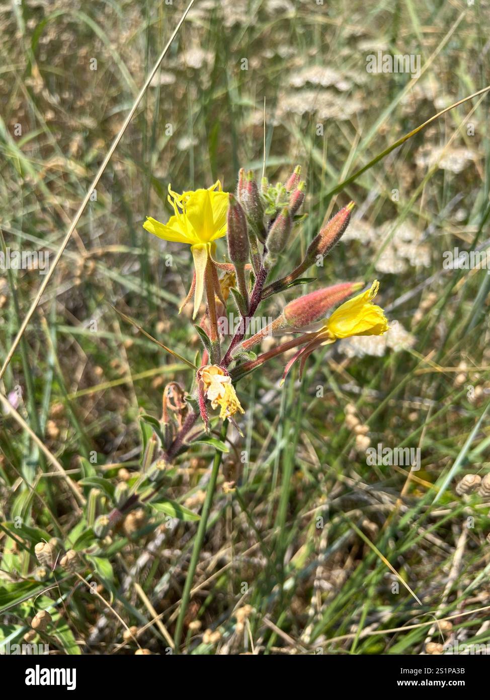 tall evening primrose (Oenothera elata Stock Photo - Alamy
