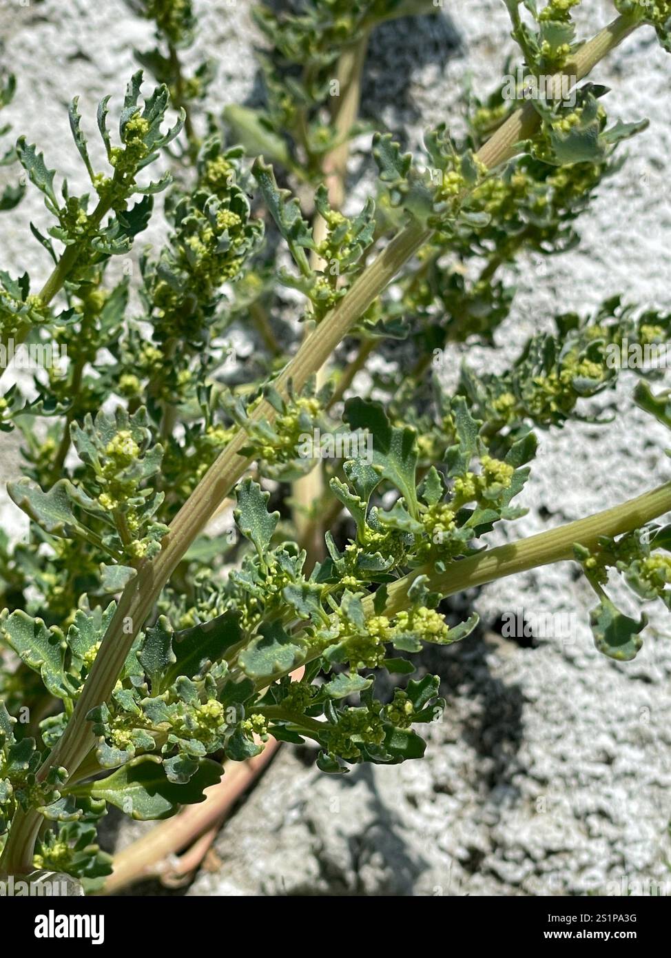 oak-leaved goosefoot (Oxybasis glauca Stock Photo - Alamy