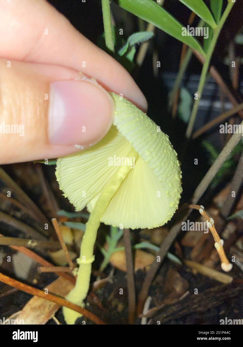 flowerpot parasol (Leucocoprinus birnbaumii Stock Photo - Alamy