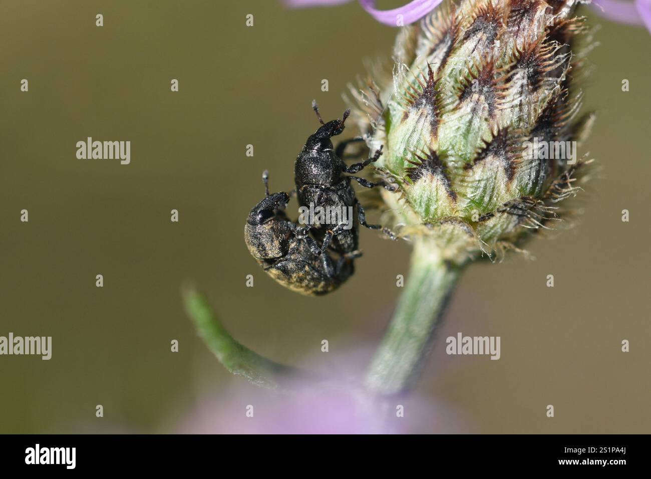 Lesser Knapweed Flower Weevil (Larinus minutus Stock Photo - Alamy