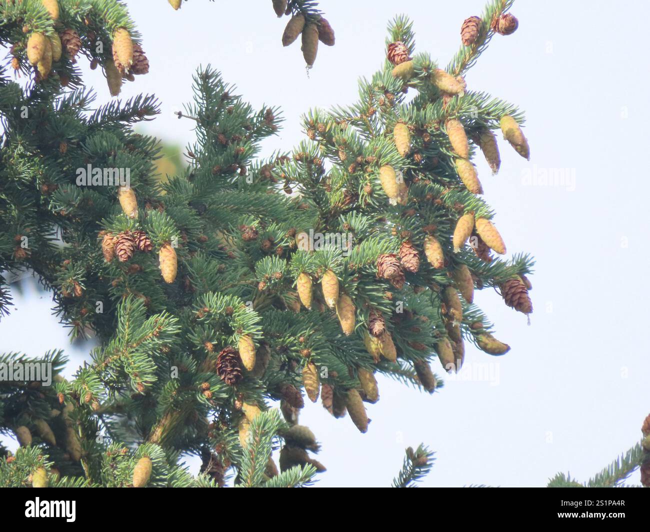white spruce (Picea glauca Stock Photo - Alamy