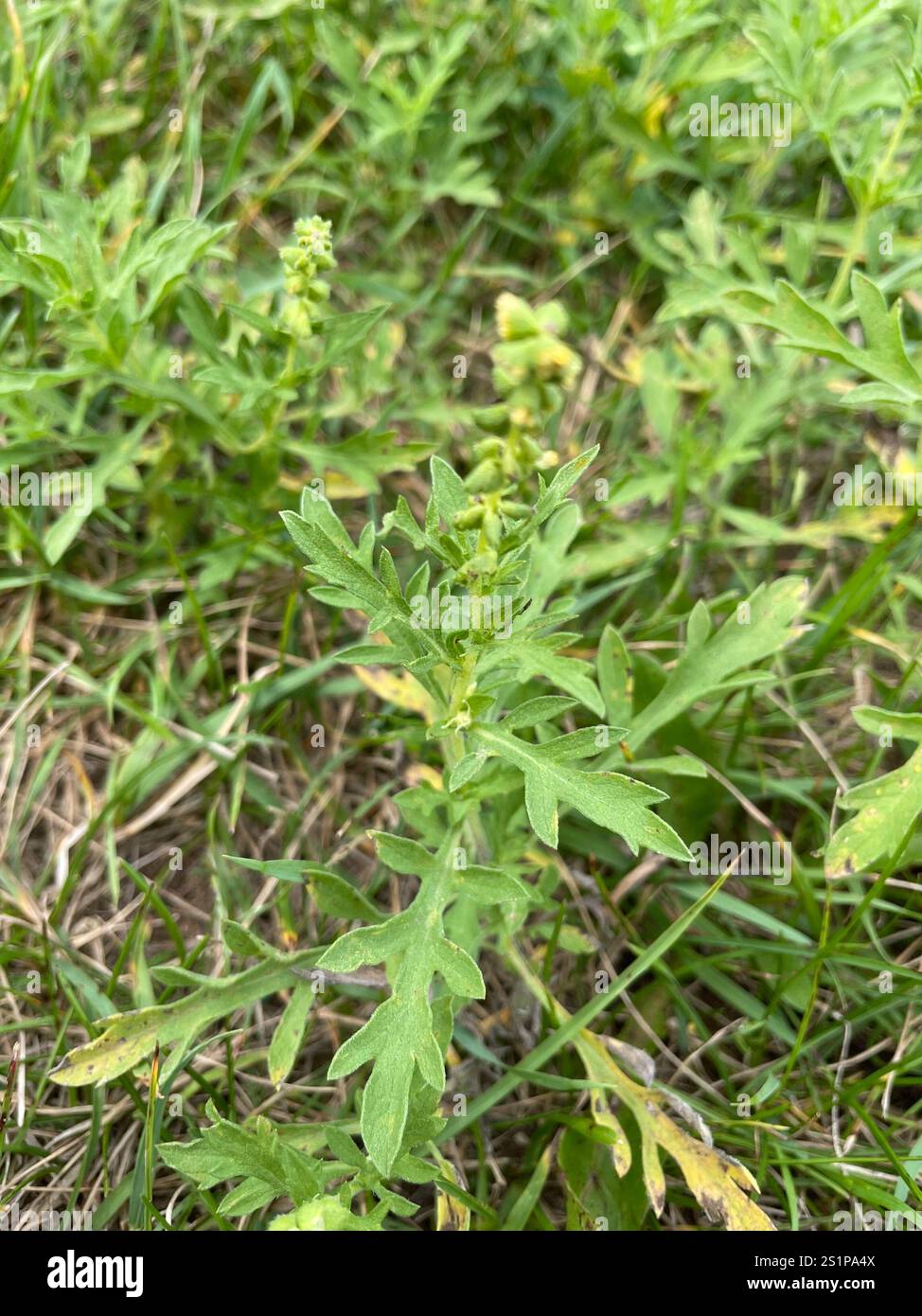 western ragweed (Ambrosia psilostachya Stock Photo - Alamy