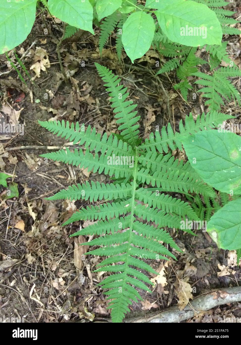 broad beech fern (Phegopteris hexagonoptera Stock Photo - Alamy