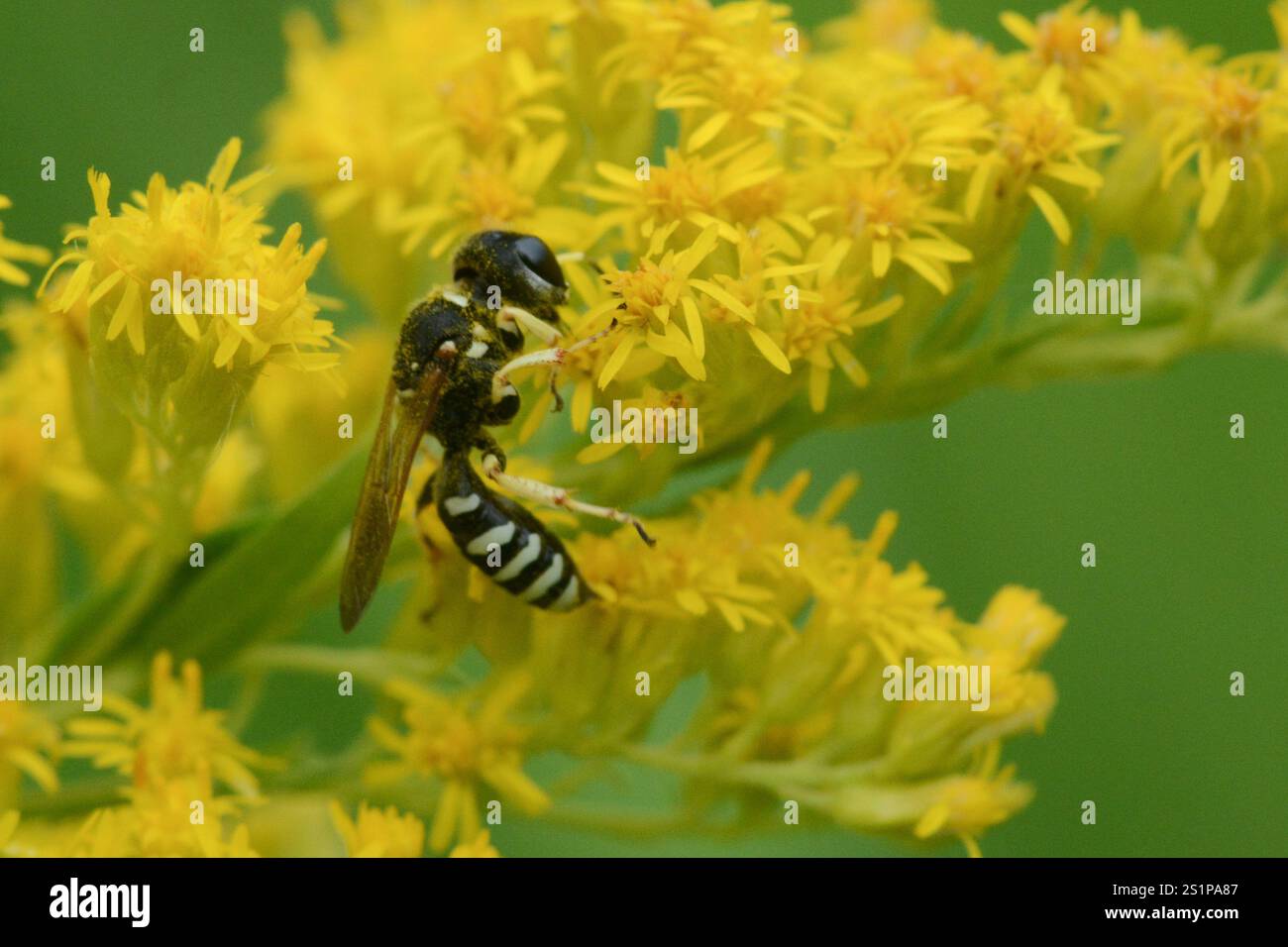 Square-headed Wasps, Sand Wasps, and Allies (Crabronidae Stock Photo ...