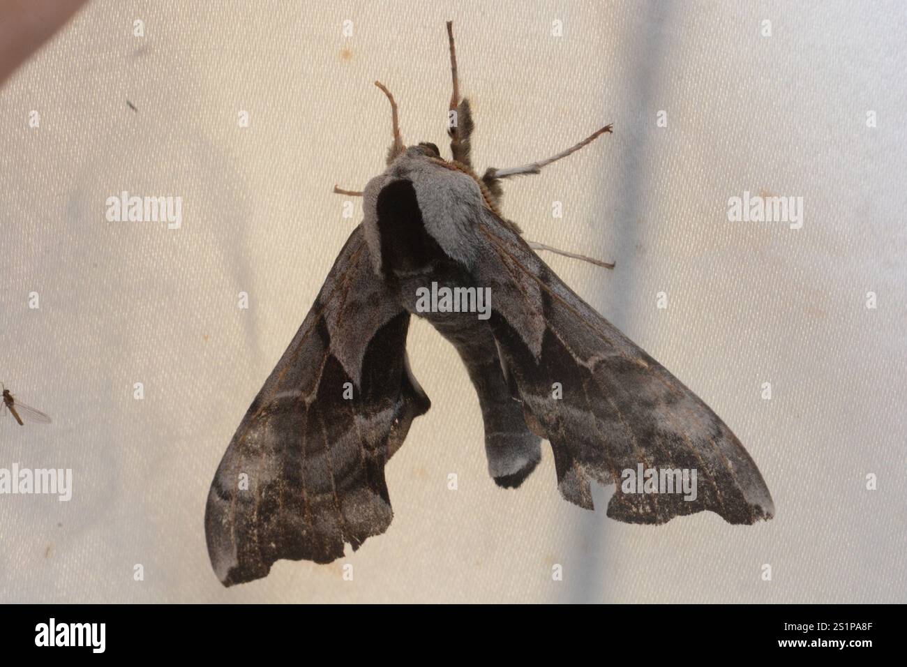 Western Eyed Sphinx (Smerinthus ophthalmica Stock Photo - Alamy