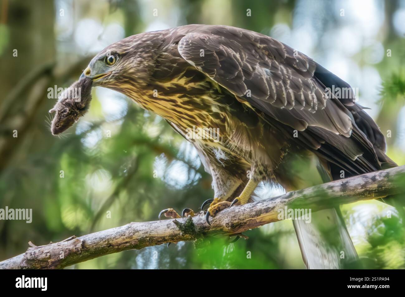 Buzzard with a caught mouse in its beak Stock Photo - Alamy