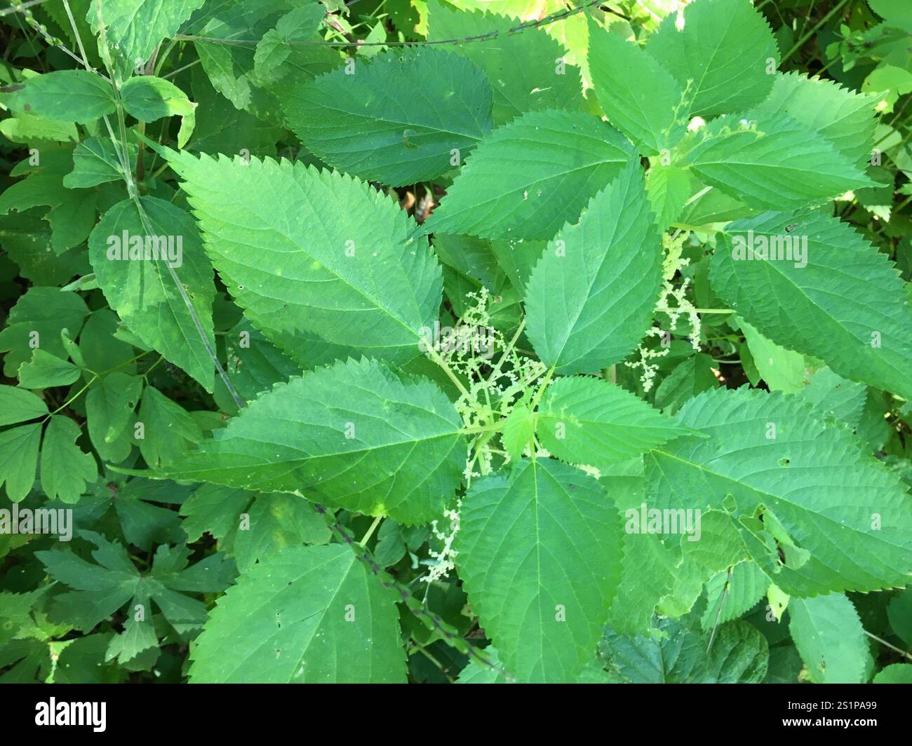 wood nettle (Laportea canadensis Stock Photo - Alamy