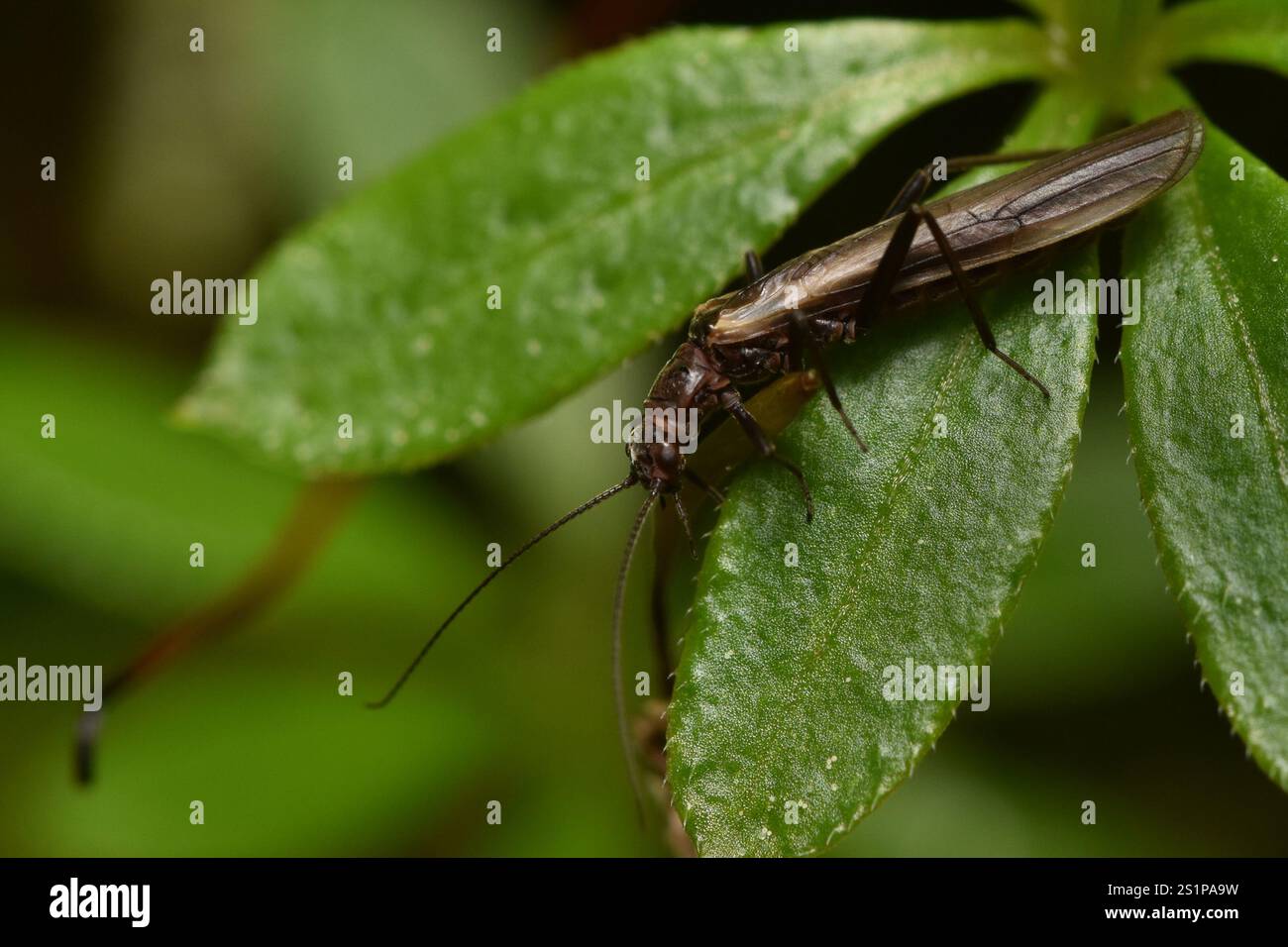 Rolled-winged Stoneflies (Leuctridae Stock Photo - Alamy