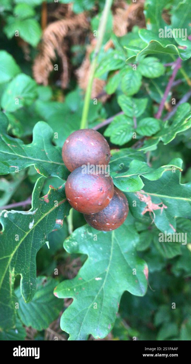 Oak Marble Gall Wasp (Andricus kollari Stock Photo - Alamy