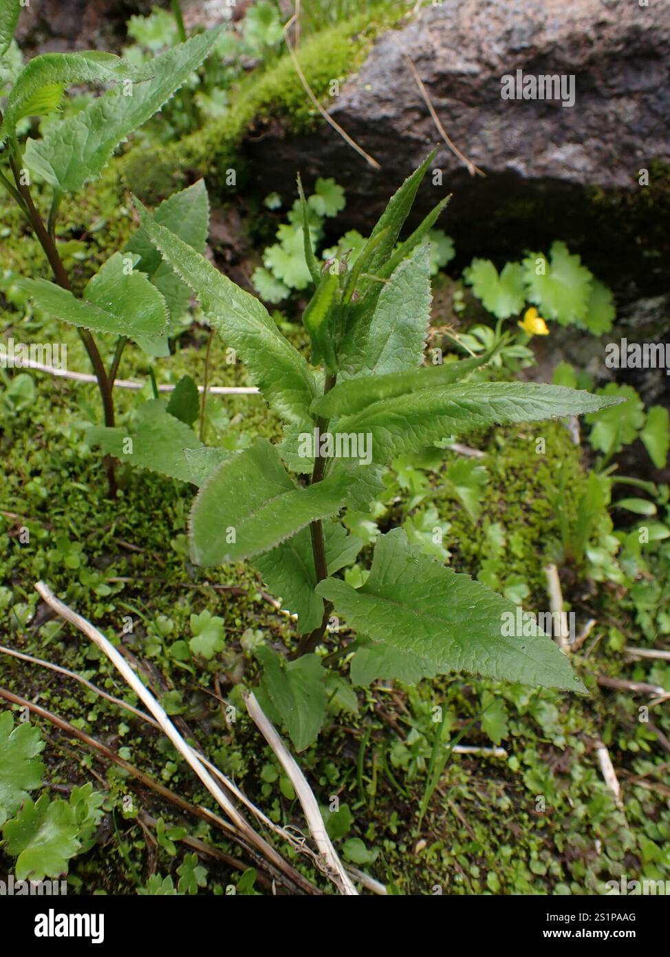 Arrowleaf Senecio (Senecio triangularis Stock Photo - Alamy