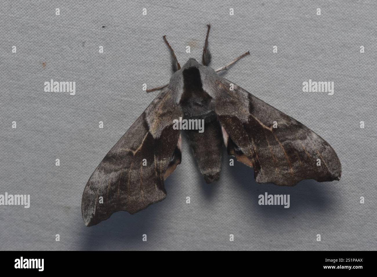 Western Eyed Sphinx (Smerinthus ophthalmica Stock Photo - Alamy