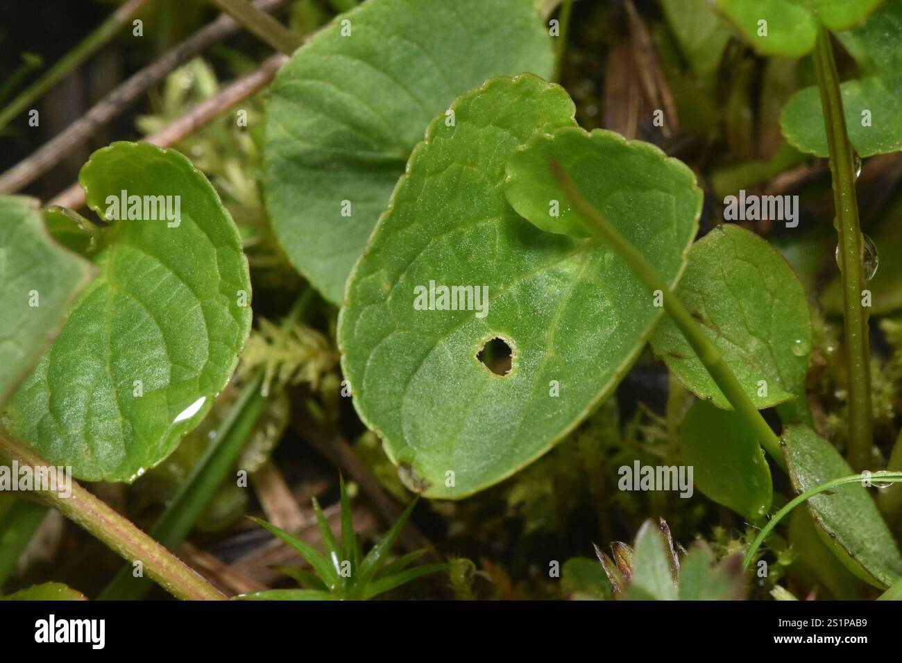 alaska violet (Viola langsdorffii Stock Photo - Alamy