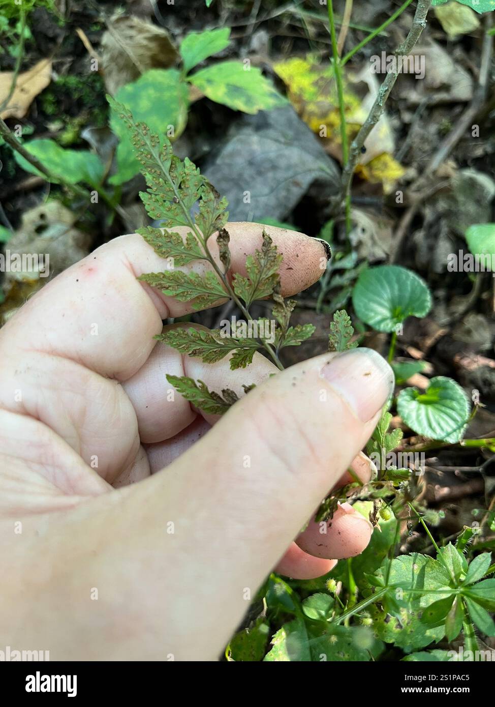 Mackay's Fragile Fern (Cystopteris tenuis Stock Photo - Alamy