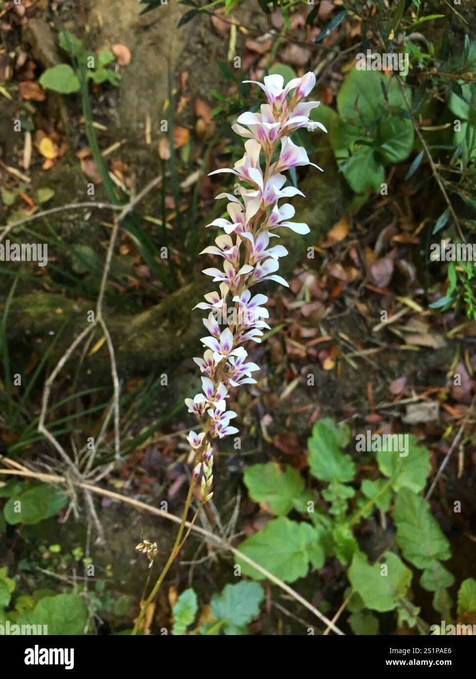 Bridal Wreath (Francoa appendiculata Stock Photo - Alamy