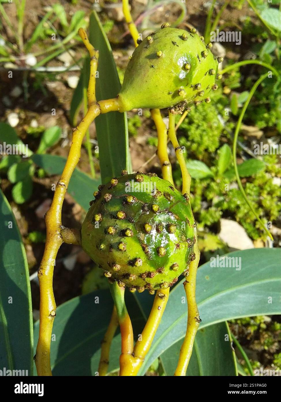 Golden Wattle Gall Wasp (Trichilogaster signiventris Stock Photo - Alamy