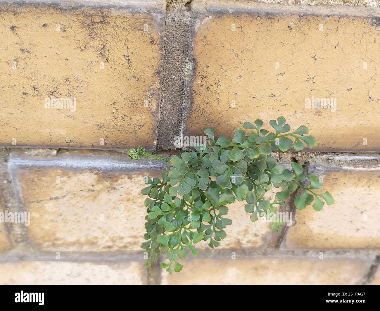 wall-rue (Asplenium ruta-muraria Stock Photo - Alamy