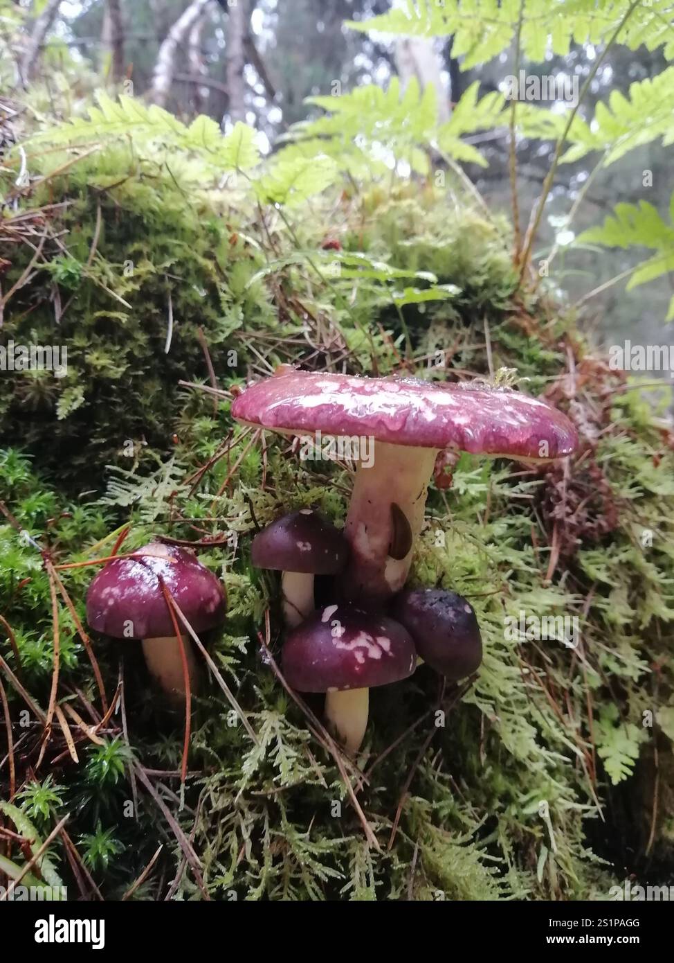 Primrose Brittlegill (Russula sardonia Stock Photo - Alamy