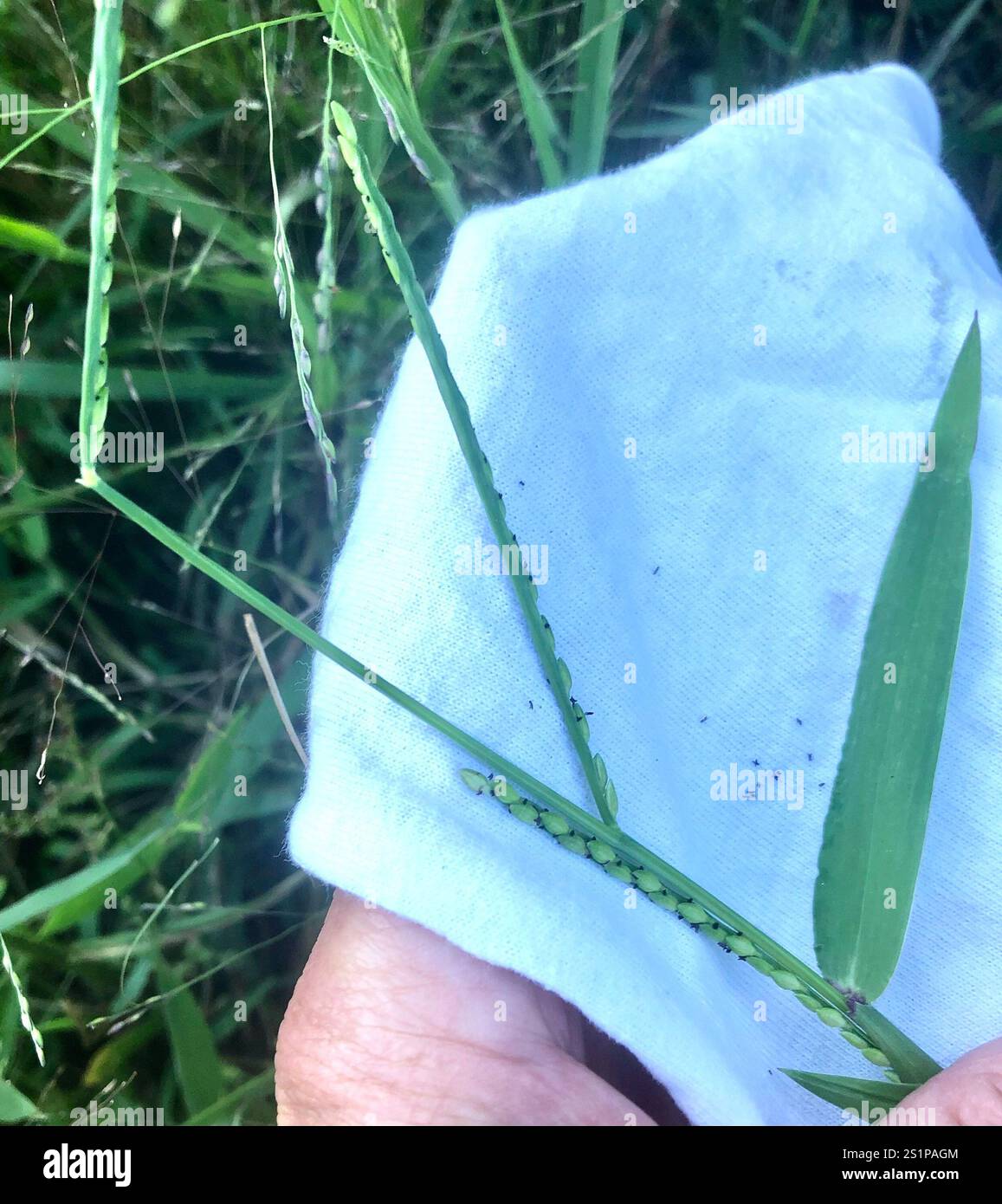 broadleaf signalgrass (Urochloa platyphylla Stock Photo - Alamy