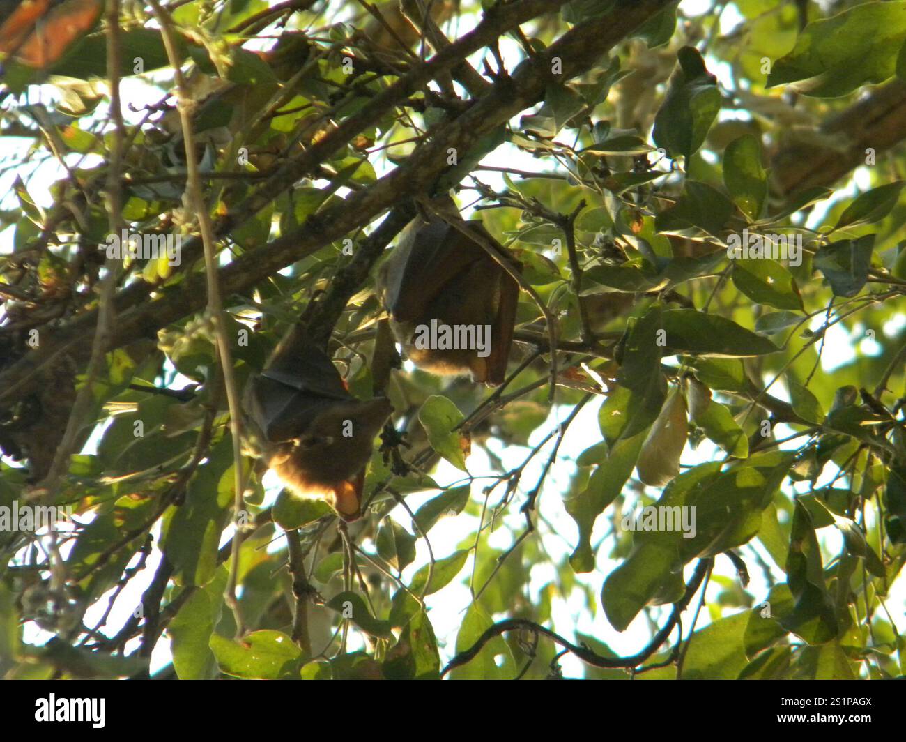 Epauletted Fruit Bats (Epomophorus Stock Photo - Alamy