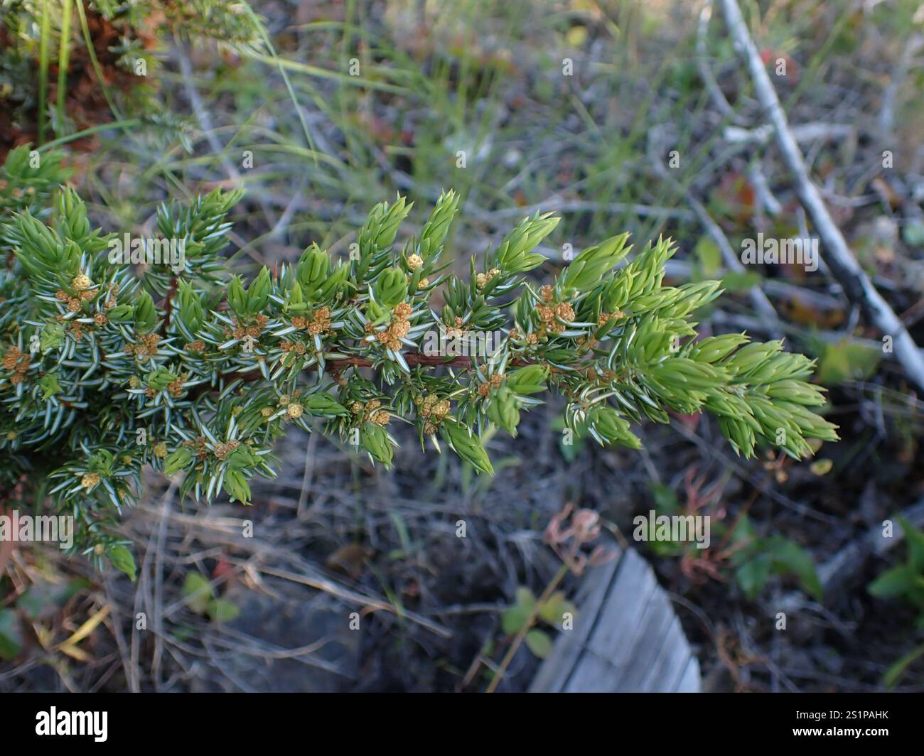 common juniper (Juniperus communis Stock Photo - Alamy