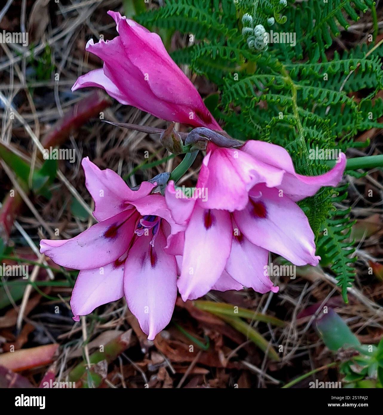 Painted Lady (Gladiolus carneus Stock Photo - Alamy