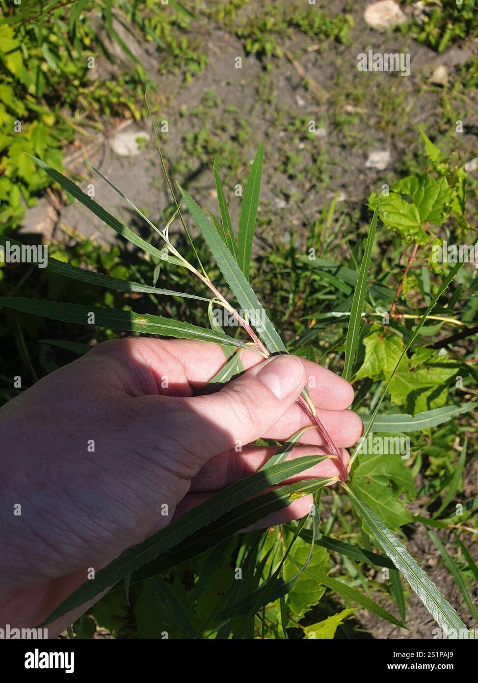 interior sandbar willow (Salix interior Stock Photo - Alamy
