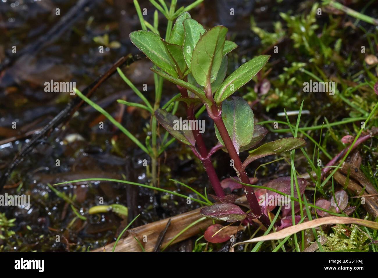 American brooklime (Veronica americana Stock Photo - Alamy