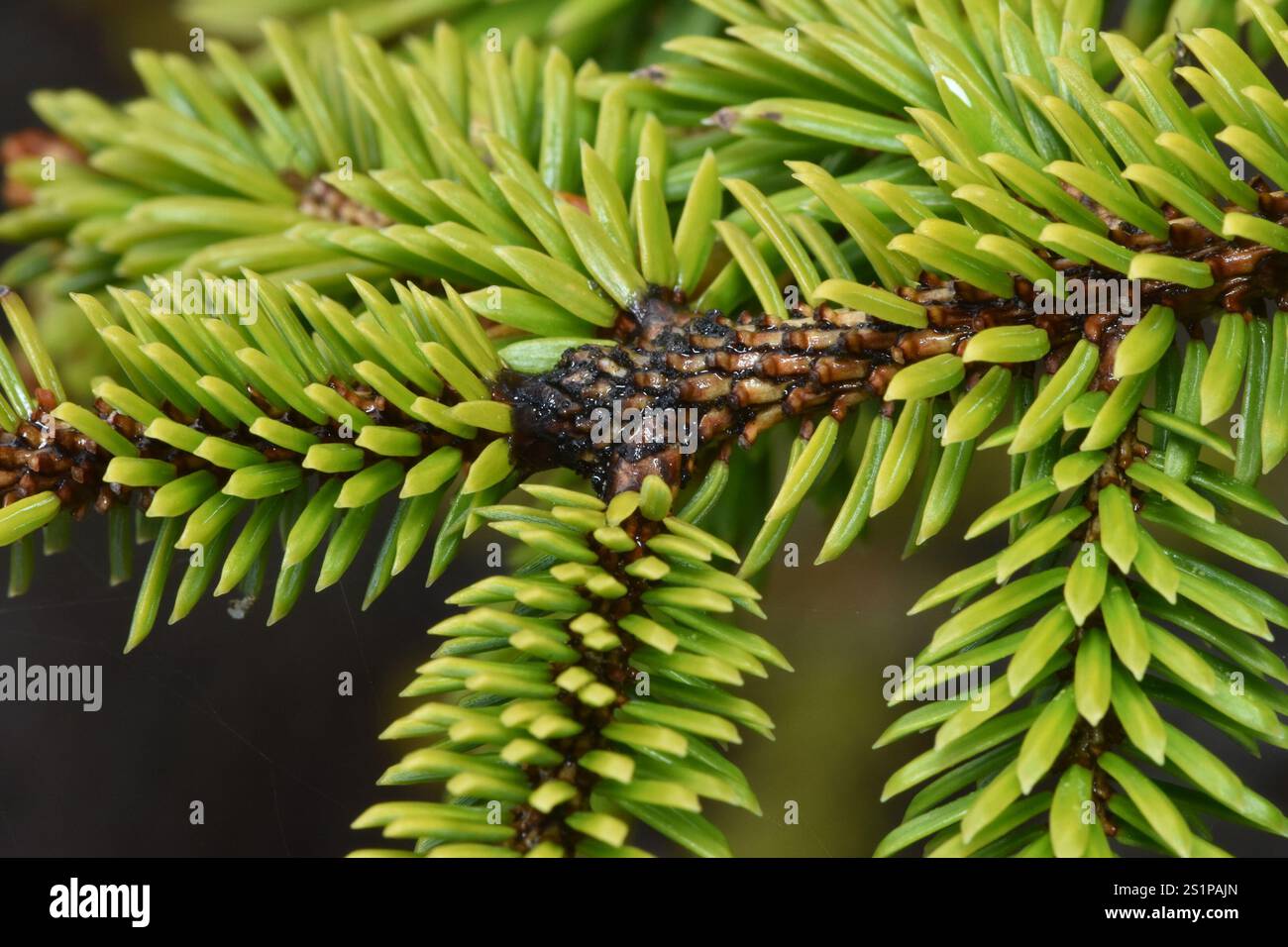 Sitka spruce (Picea sitchensis Stock Photo - Alamy