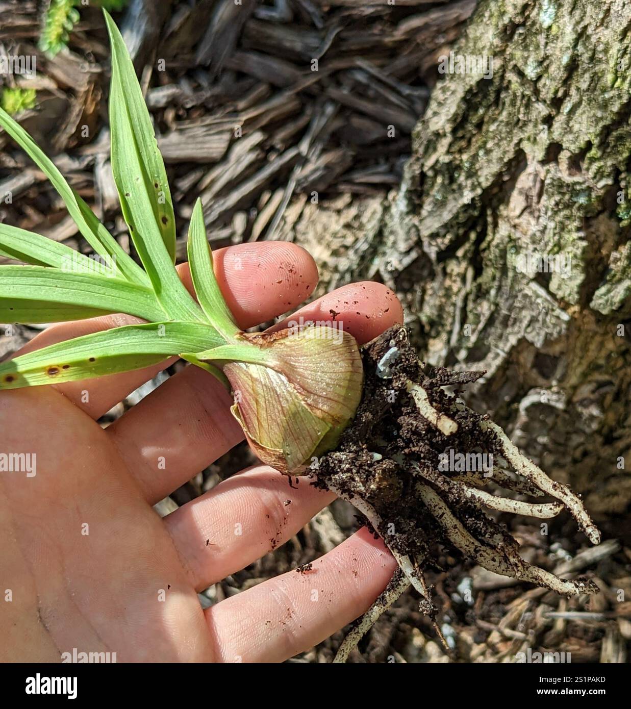 Chinese Crown Orchid (Eulophia graminea Stock Photo - Alamy