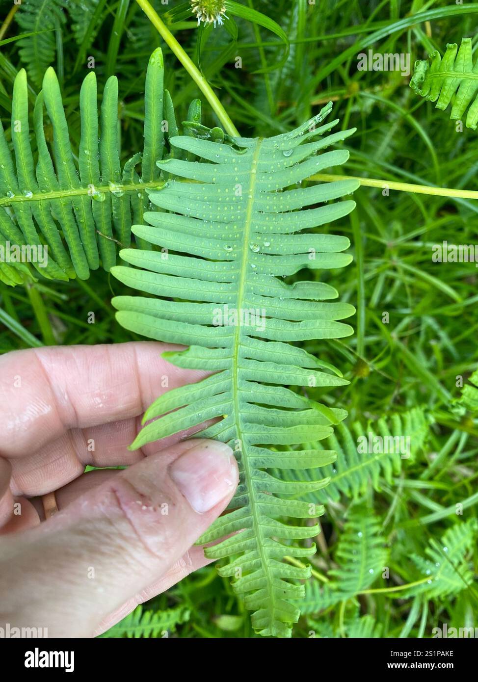 false staghorn fern (Dicranopteris linearis Stock Photo - Alamy
