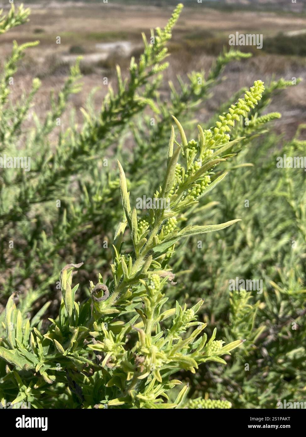 western ragweed (Ambrosia psilostachya Stock Photo - Alamy