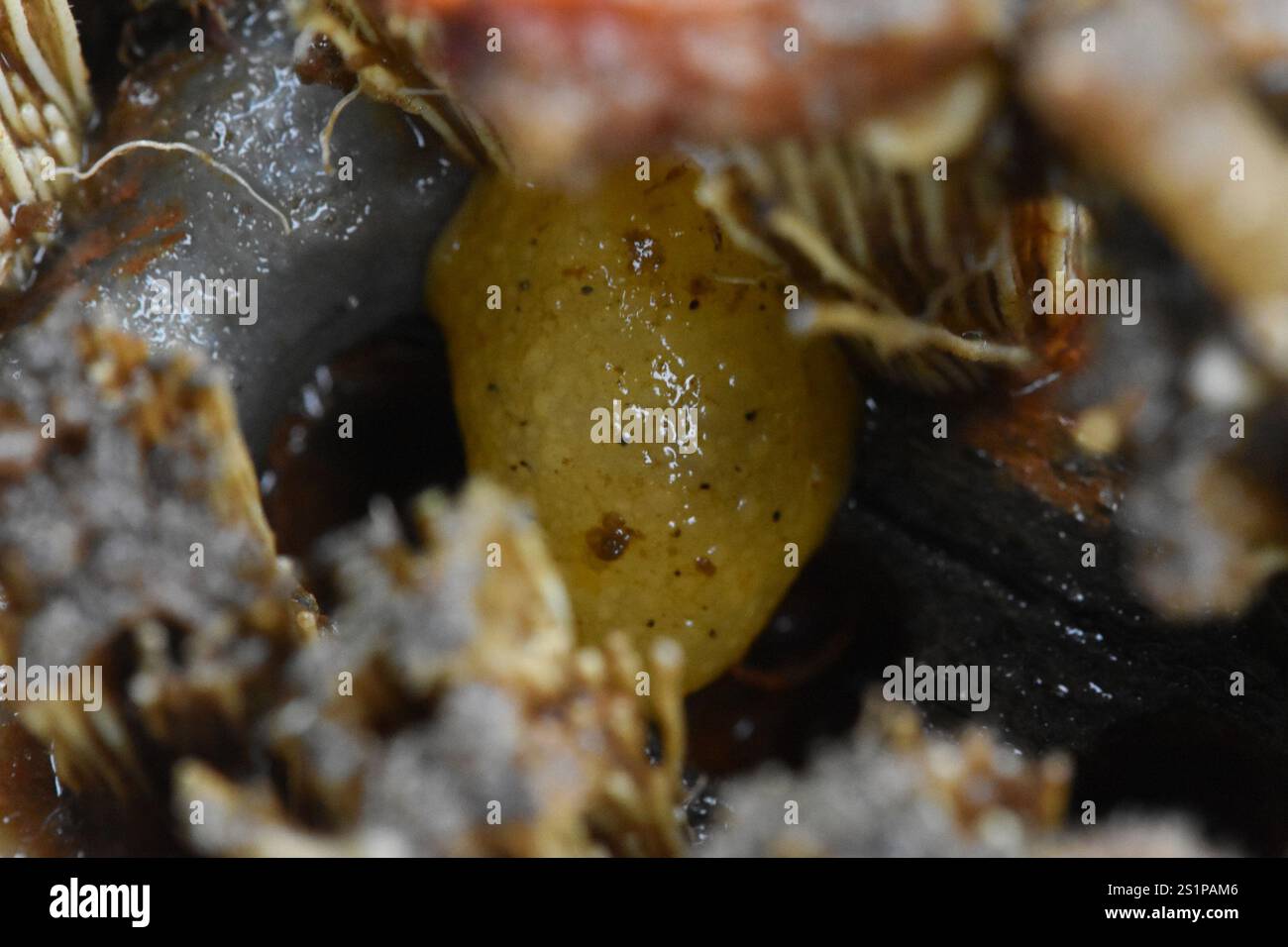 Monterey Dorid (Doris montereyensis Stock Photo - Alamy