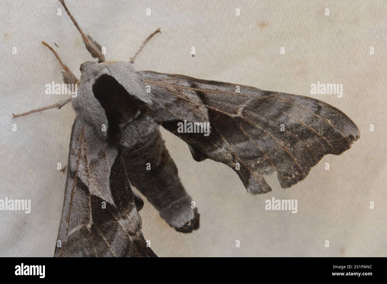 Western Eyed Sphinx (Smerinthus ophthalmica Stock Photo - Alamy