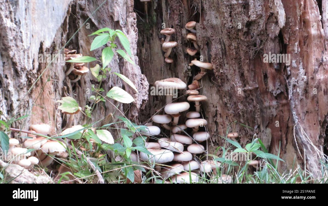 Tawaka (Cyclocybe parasitica Stock Photo - Alamy