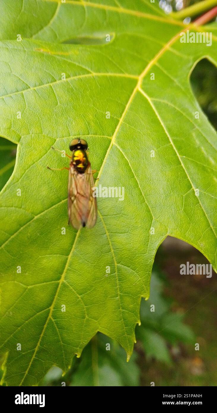 Twin-Spot Centurion Fly (Sargus bipunctatus Stock Photo - Alamy