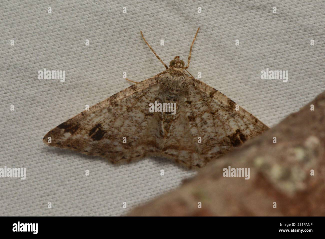 Pale-marked Angle (Macaria signaria Stock Photo - Alamy