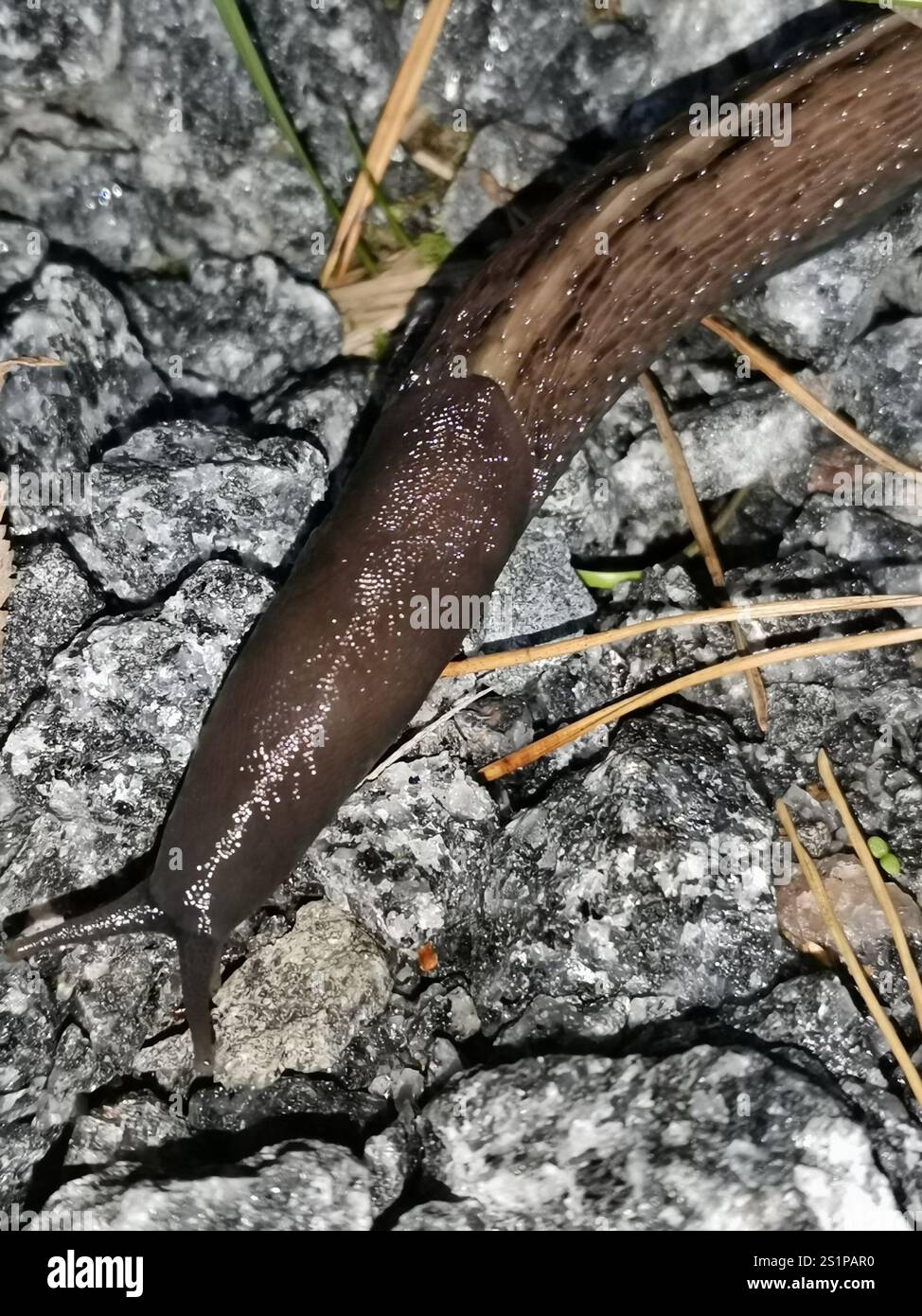 Ash-black Slug (Limax cinereoniger Stock Photo - Alamy