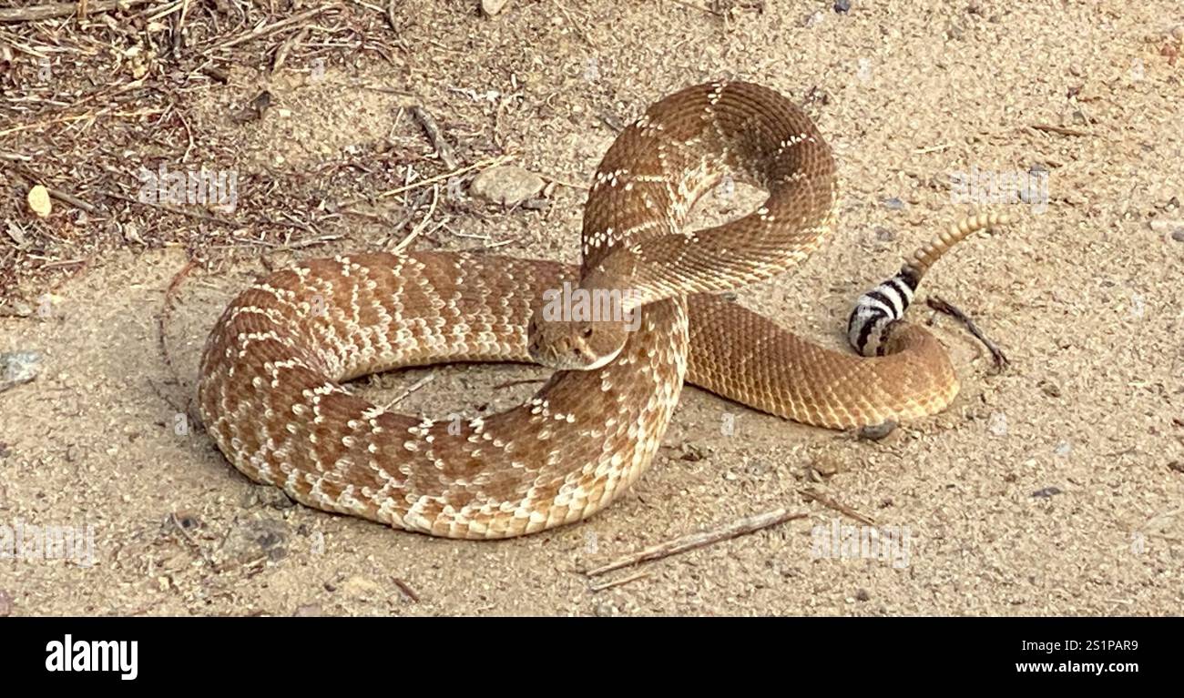 Red Diamond Rattlesnake (Crotalus ruber Stock Photo - Alamy