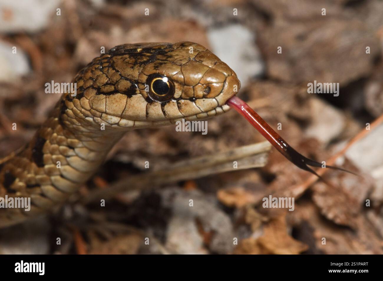 Wandering Garter Snake (Thamnophis elegans vagrans Stock Photo - Alamy