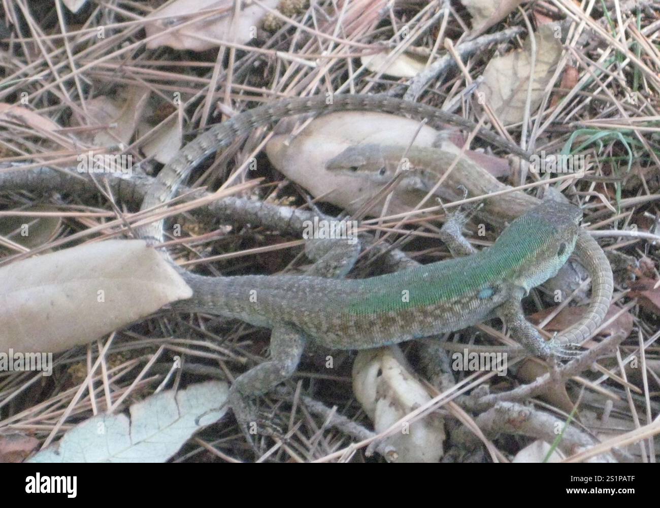 Italian Wall Lizard (Podarcis siculus Stock Photo - Alamy