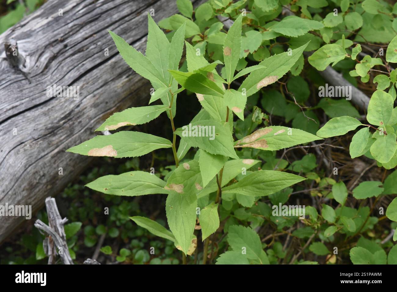 Showy Aster (Eurybia conspicua Stock Photo - Alamy