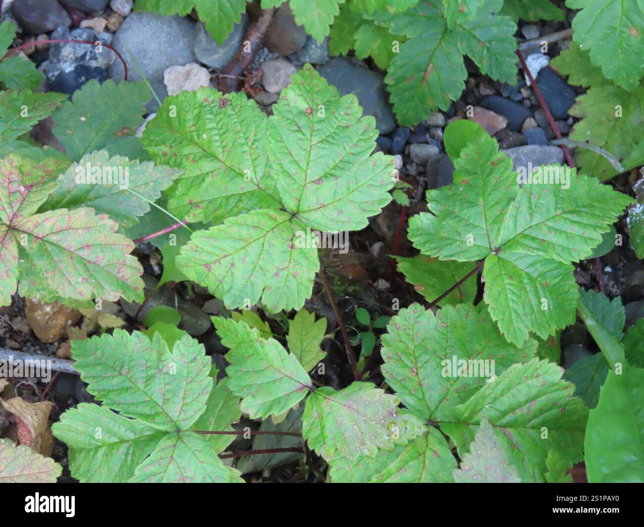 dwarf raspberry (Rubus pubescens Stock Photo - Alamy