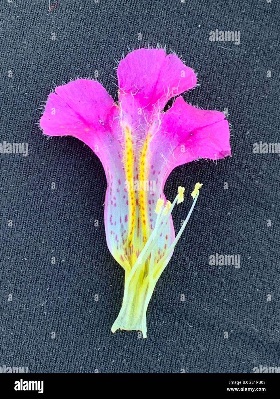 Lewis' monkeyflower (Erythranthe lewisii Stock Photo - Alamy