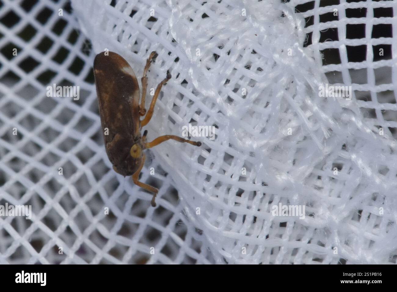 Meadow Spittlebug (Philaenus spumarius Stock Photo - Alamy