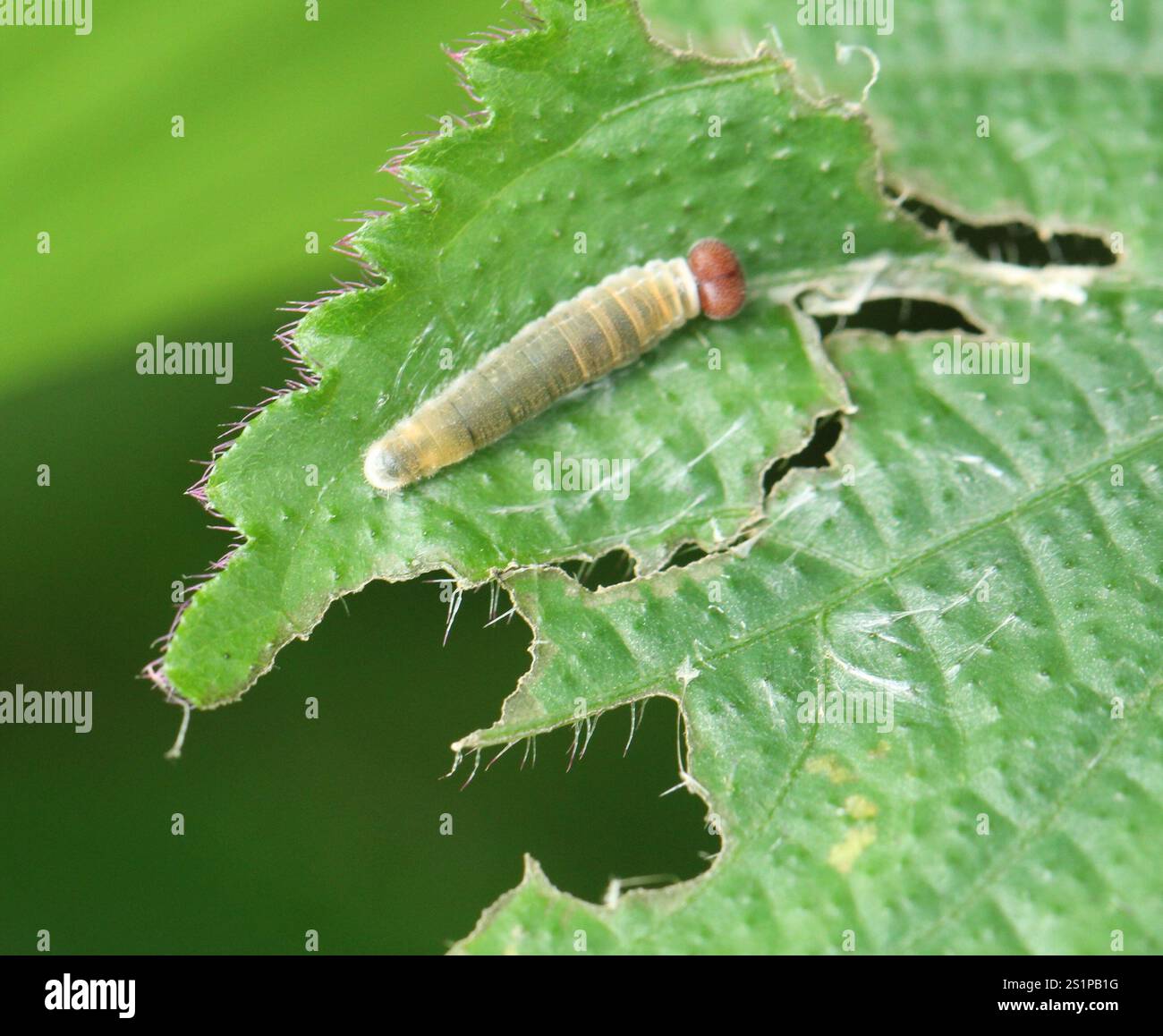 Common Spotted Flat (Celaenorrhinus leucocera Stock Photo - Alamy