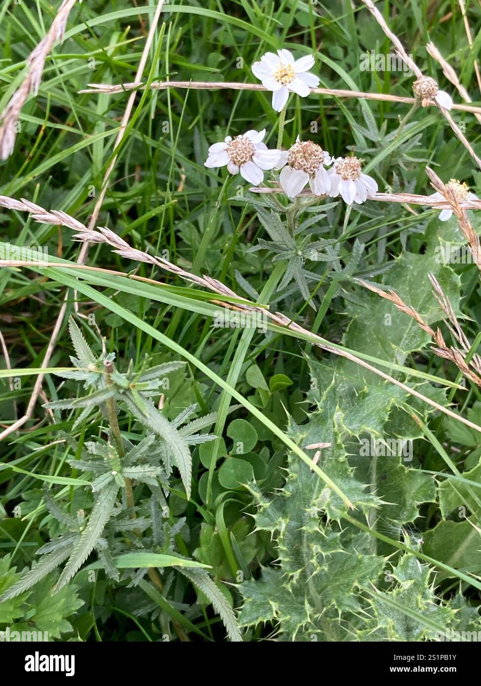 Sneezewort (Achillea ptarmica Stock Photo - Alamy